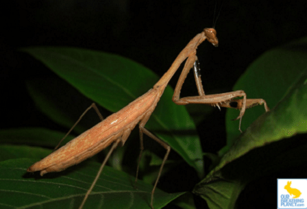 Brown Mantis