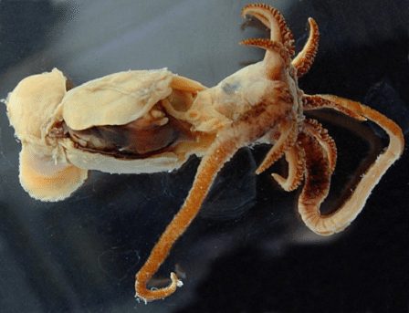 Promachoteuthis Sulcus l Rare squid - Our Breathing Planet