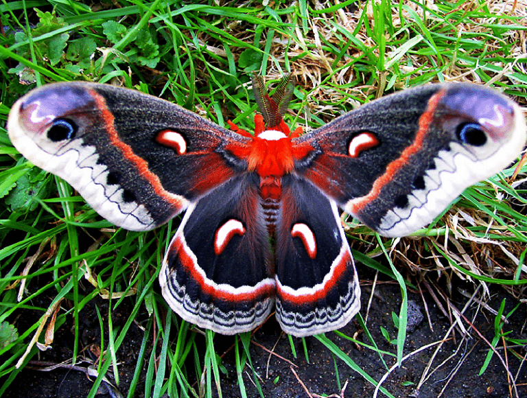Vampire Moth l Astounding Lepidoptera - Our Breathing Planet