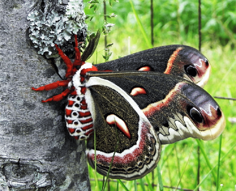 Cecropia Moth l Beautiful Moth - Our Breathing Planet