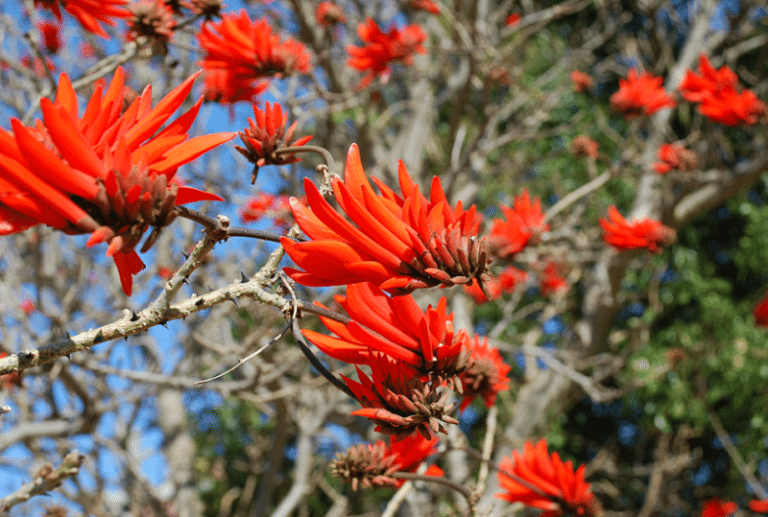 Coast Coral Tree l Astounding Fact - Our Breathing Planet
