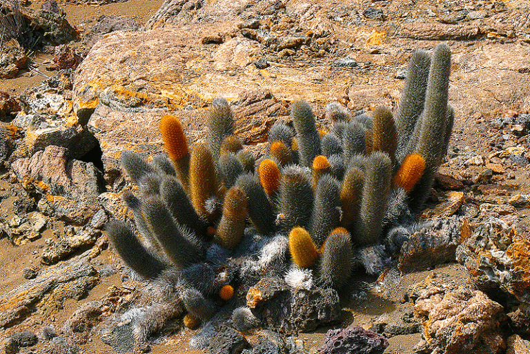 Lava Cactus l Fascinating Plant - Our Breathing Planet