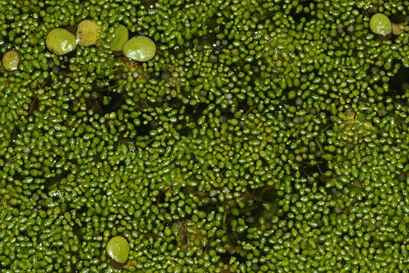 Wolffia Angusta
