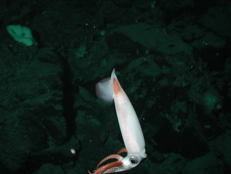 Glass Squid l Amazing Cephalopod - Our Breathing Planet