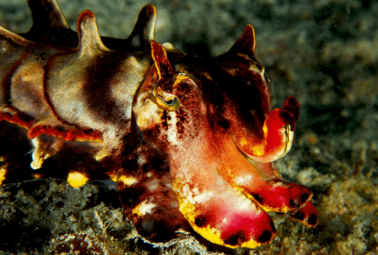 Flamboyant Cuttlefish l Deadly Creature of the Sea