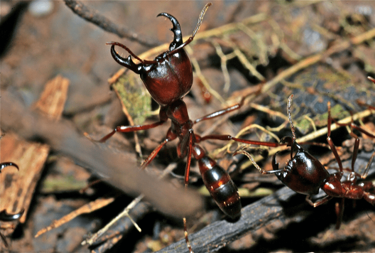 Bullet Ant l Truly Agonizing Sting - Our Breathing Planet