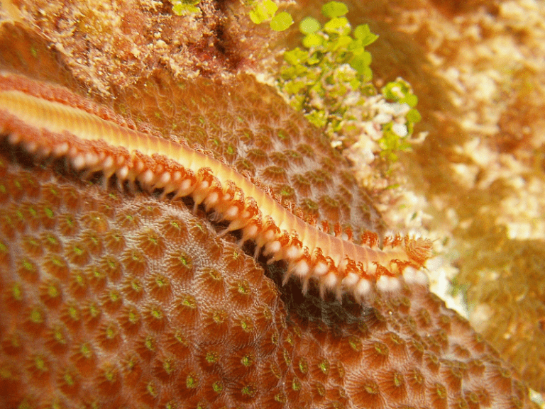 Bearded Fireworm l Painful Predator - Our Breathing Planet