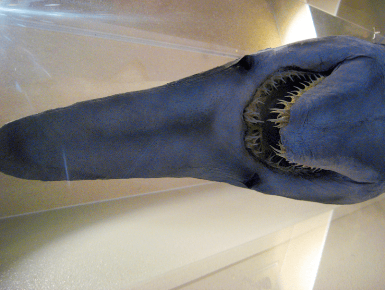 Glass Squid l Amazing Cephalopod - Our Breathing Planet