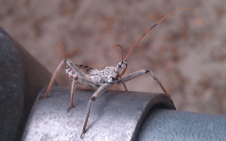 Wheel Bug l Remarkable Predator - Our Breathing Planet