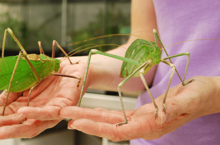Giant Katydid l Breathtaking Variety - Our Breathing Planet