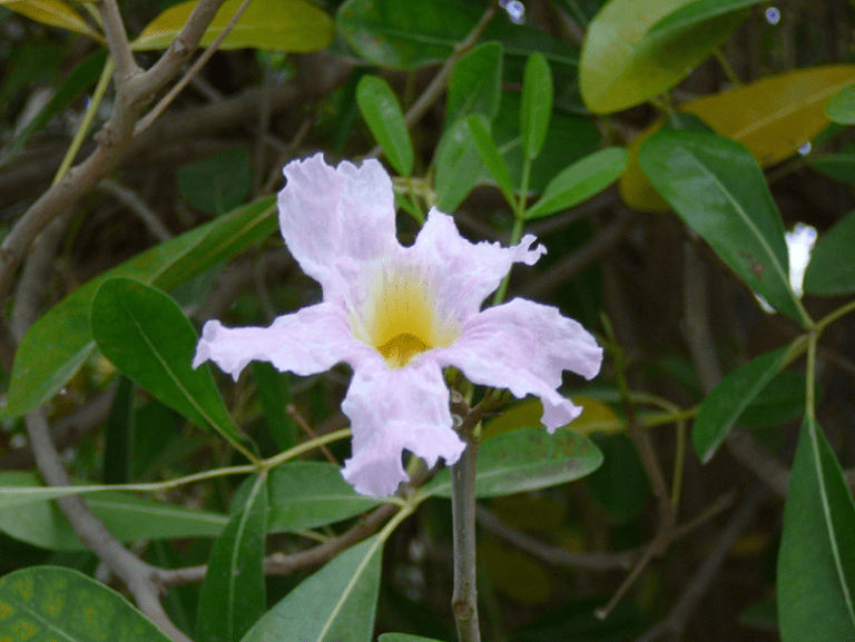 Tabebuia l Beautiful Tropical Tree - Our Breathing Planet