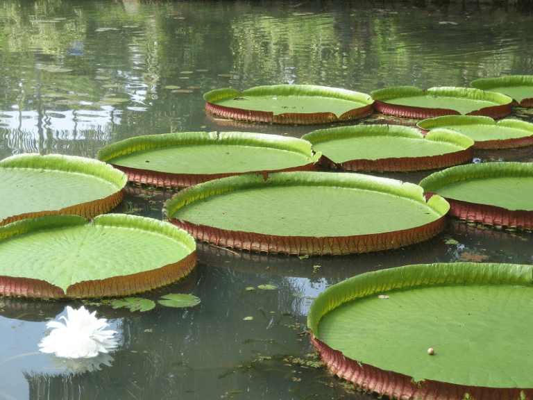 Victoria amazonica | Astounding - Our Breathing Planet