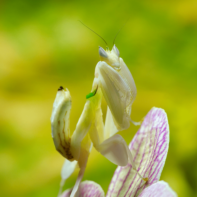 Orchid Mantis | Stunning Camouflage - Our Breathing Planet