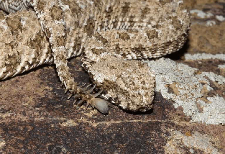 Spider Tailed Viper l Astounding Tail - Our Breathing Planet