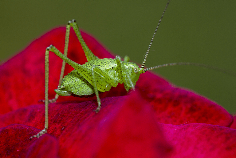 Green Bush Cricket l Awesome Insect - Our Breathing Planet