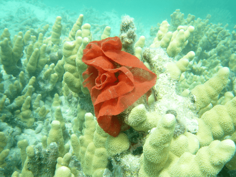 Spanish Dancer l Dazzling Mollusk - Our Breathing Planet