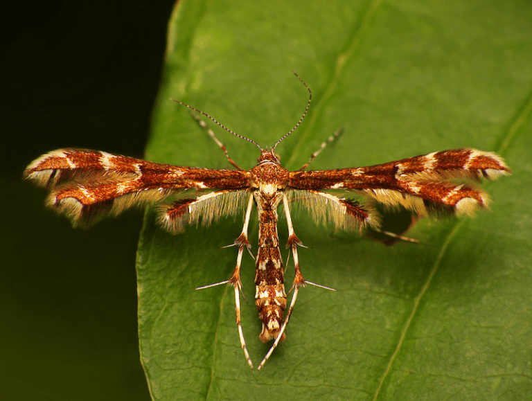 Plume Moth l Remarkable Wing Shape - Our Breathing Planet