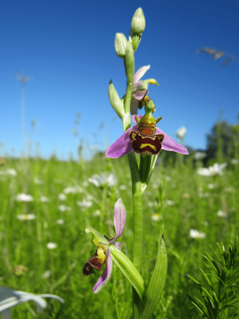 Bee Orchid l Truly Remarkable Flower - Our Breathing Planet