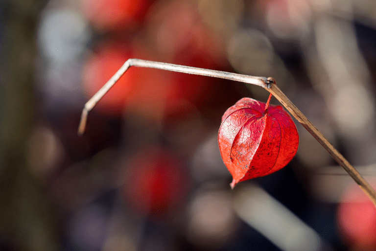 Chinese Lantern l Invasive Beauty - Our Breathing Planet