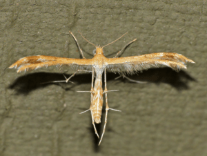Plume Moth l Remarkable Wing Shape - Our Breathing Planet