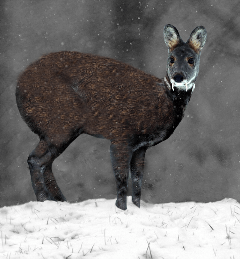 Kashmir Musk Deer L Fascinating Deer Our Breathing Planet Kashmir Musk Deer L Fascinating Deer Our Breathing Planet
