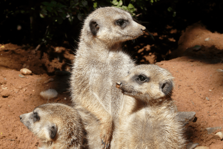 Meerkat l Remarkable Organization - Our Breathing Planet