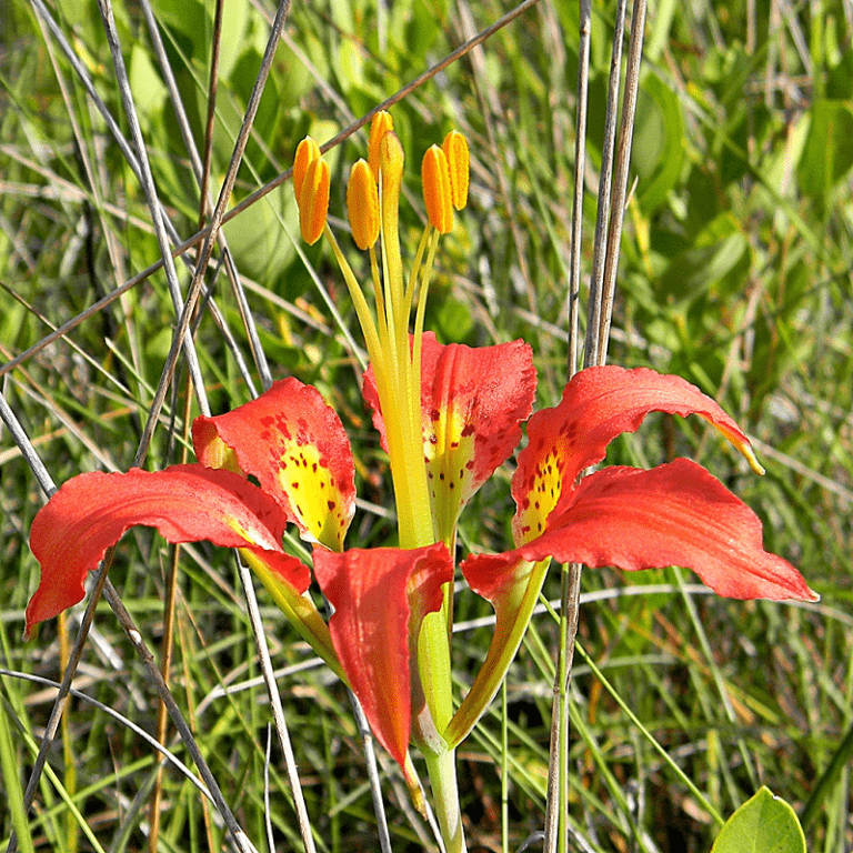 Pine Lily l Gorgeous But Threatened - Our Breathing Planet