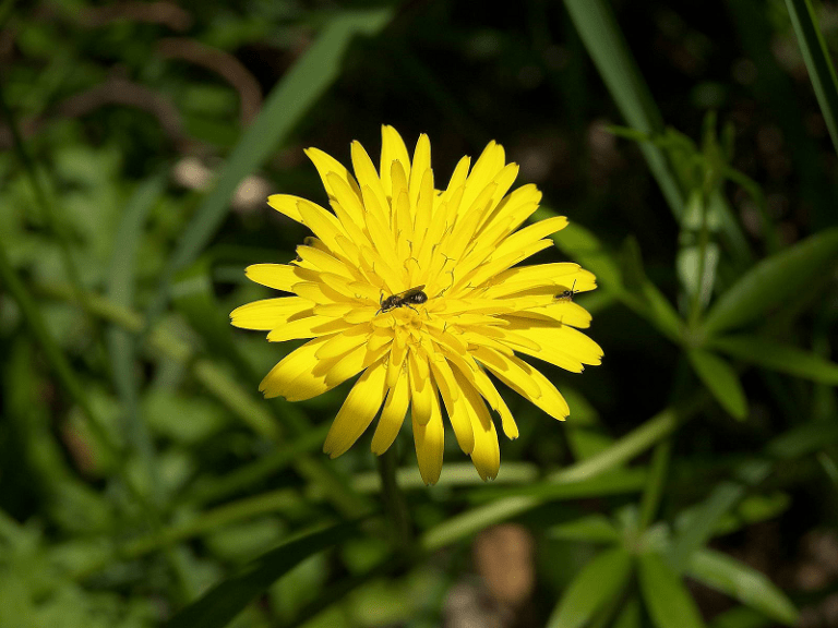 Snowdonia Hawkweed l Epic Danger - Our Breathing Planet