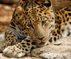 Pampas Cat l Threatened Small Wildcat - Our Breathing Planet