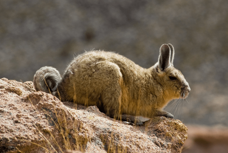 Volcano Rabbit l Rare and Adorable - Our Breathing Planet