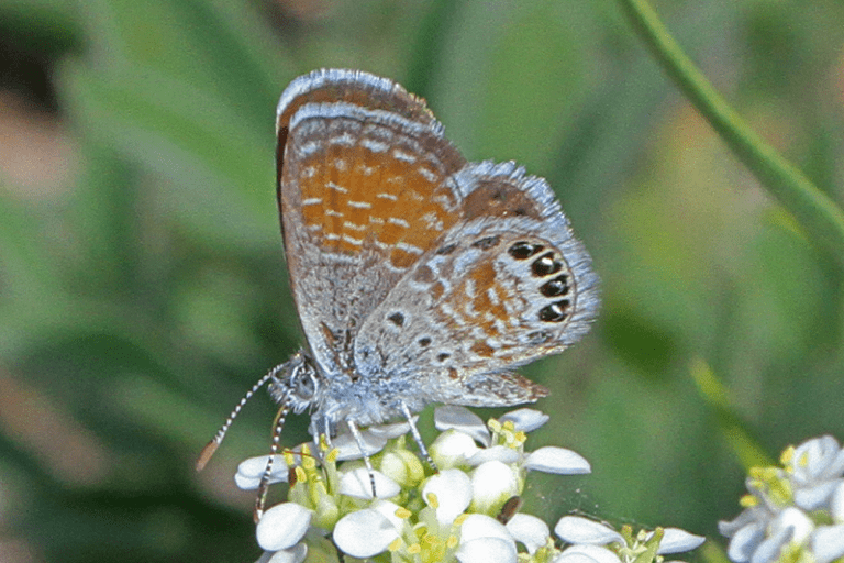 Western Pygmy Blue l Fascinating - Our Breathing Planet