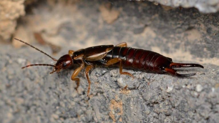 European Earwig l Startling - Our Breathing Planet