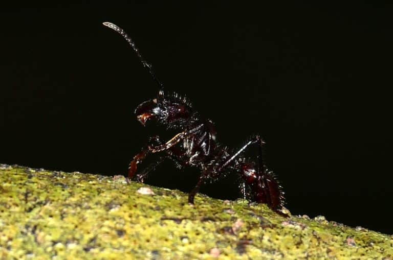 Bullet Ant l Truly Agonizing Sting - Our Breathing Planet