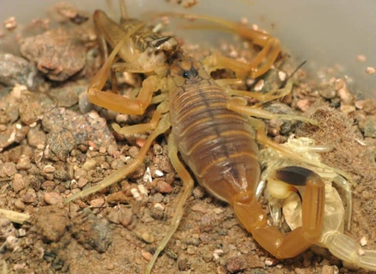 Deathstalker Scorpion l Dangerous - Our Breathing Planet