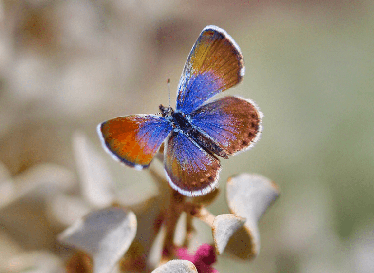 Western Pygmy Blue l Fascinating - Our Breathing Planet