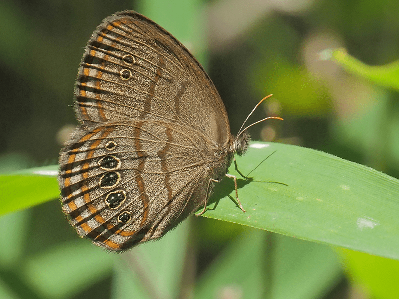 Mitchell's Satyr Butterfly l Stunning - Our Breathing Planet