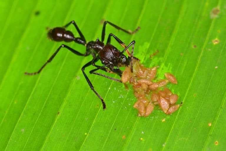 Bullet Ant l Truly Agonizing Sting - Our Breathing Planet