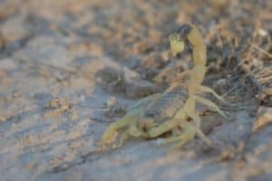 Deathstalker Scorpion l Dangerous - Our Breathing Planet