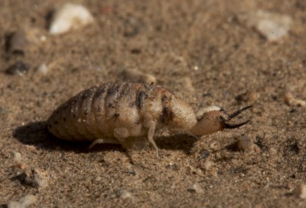 Antlion l Huge and Impressive Family - Our Breathing Planet
