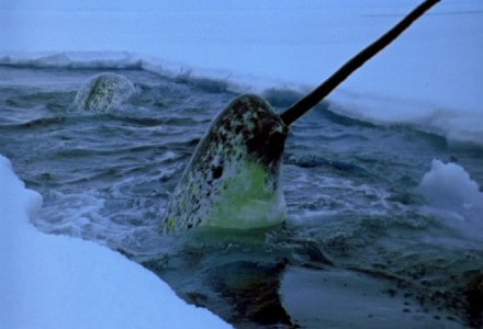 Narwhal | Astounding Cetacean - Our Breathing Planet