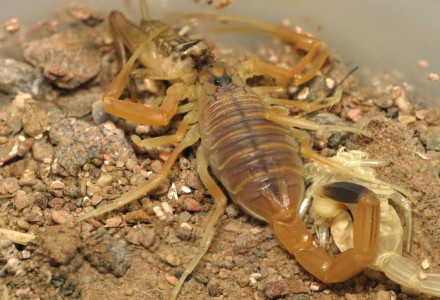 Deathstalker Scorpion l Dangerous - Our Breathing Planet