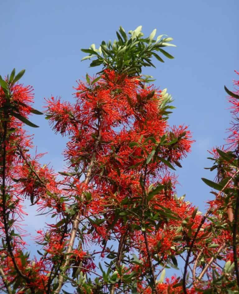 Chilean Firebush l Fascinating - Our Breathing Planet