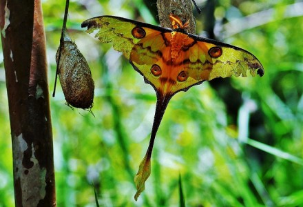 Comet Moth l Stunning Beauty - Our Breathing Planet
