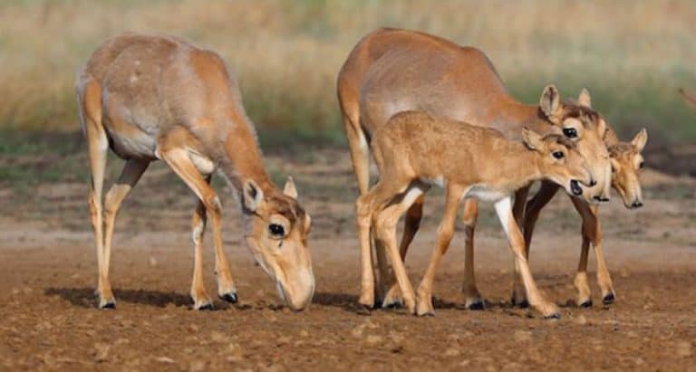 Saiga Antelope l Startling Appearance - Our Breathing Planet