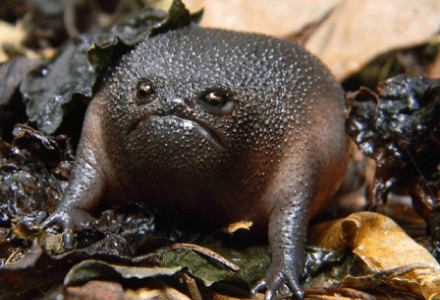 Black Rain Frog l Amazing Amphibian - Our Breathing Planet