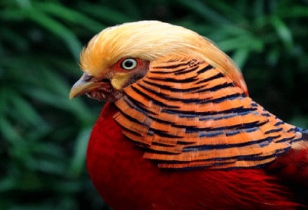 5 Fascinating Fauna of China l Remarkable - Our Breathing Planet