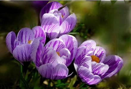 7 Stunning European Flowering Plants l Our Breathing Planet