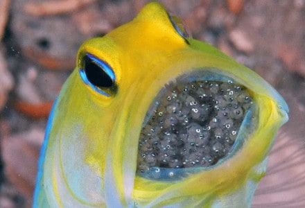 Jawfish l Astounding Small Creature - Our Breathing Planet