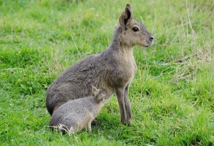 Mara l Truly Startling Rodent - Our Breathing Planet