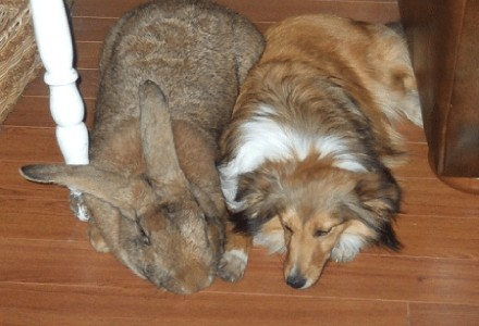 Flemish Giant Rabbit l Adorable - Our Breathing Planet